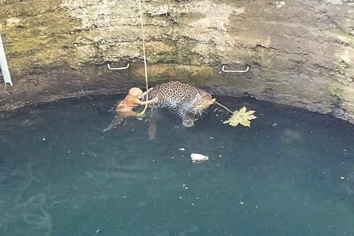 Nashik District A Leopard While Chasing A Cat Fell Into The Well Video ...