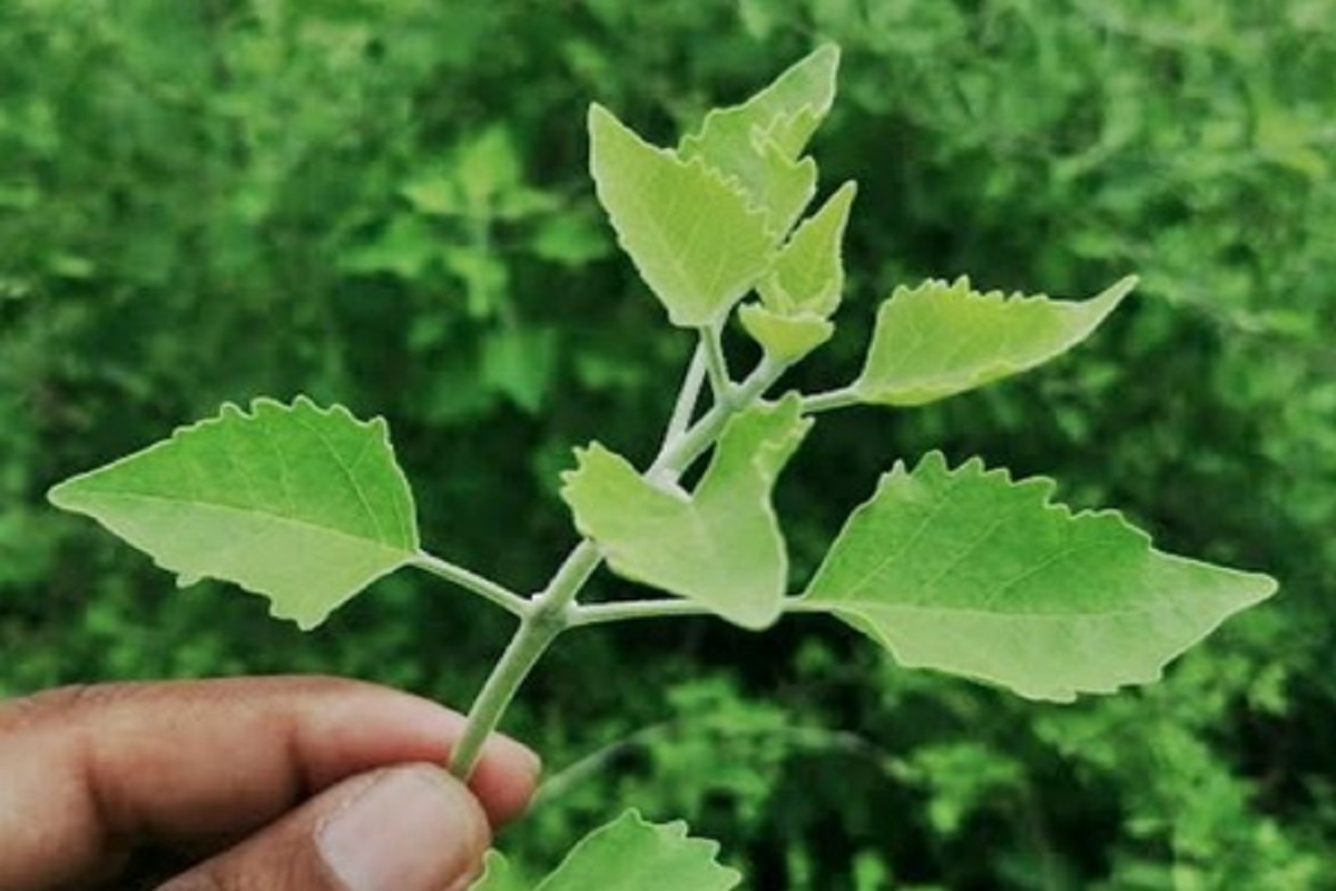 Arani Is A Plant Full Of Medicinal Properties It Destroys Problems Like ...