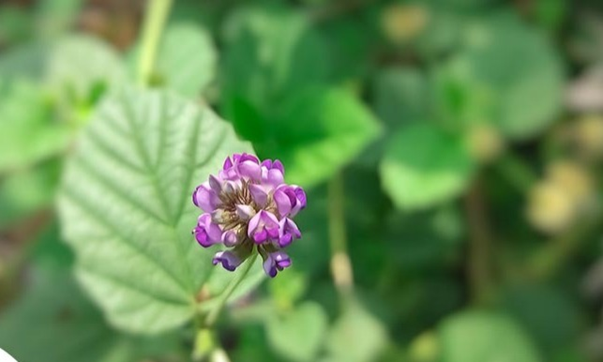 Bakuchi Herb Benefits Skin Liver Diabetes Cancer Ayurveda Uses