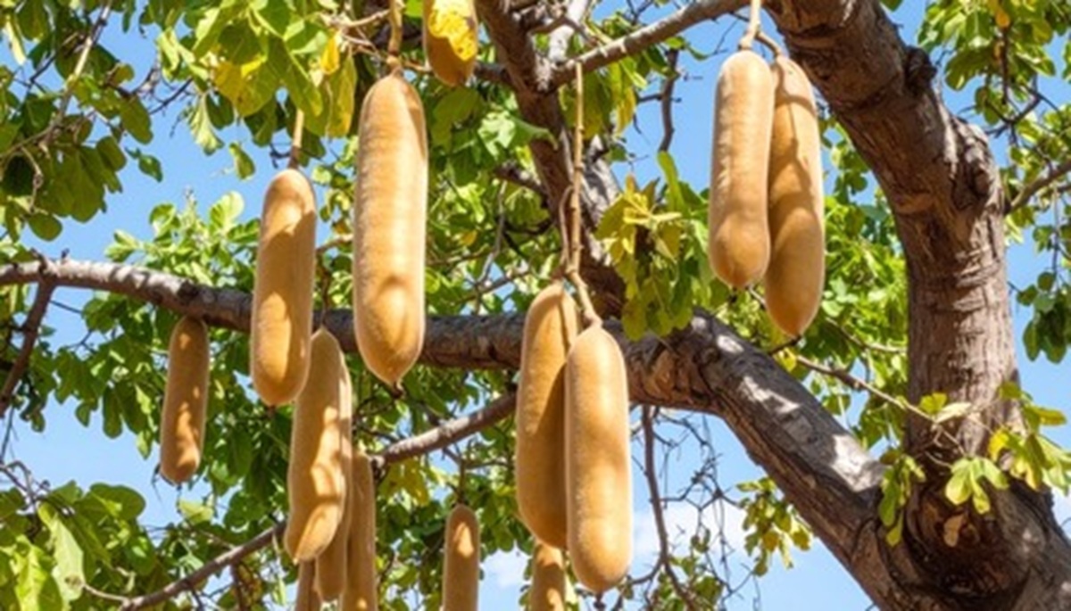 Balam Kheera Benefits Ayurvedic Uses