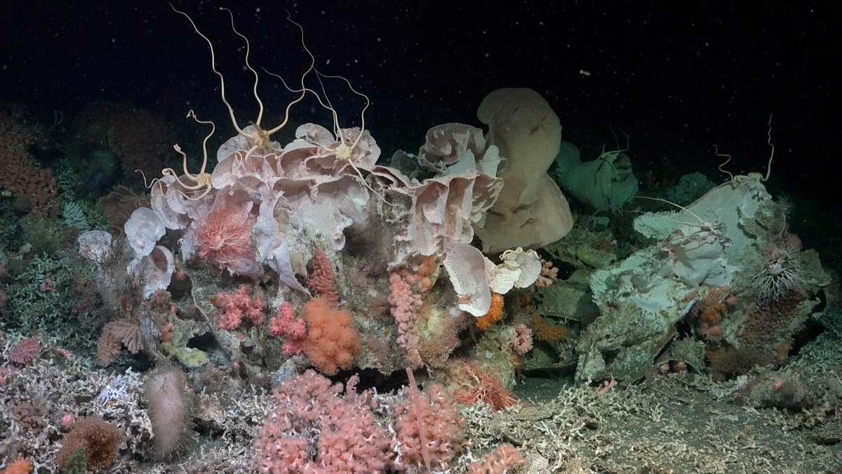 More Than 75 Percent Of Reefs Are Endangered Esa Shows A Glimpse Of ...